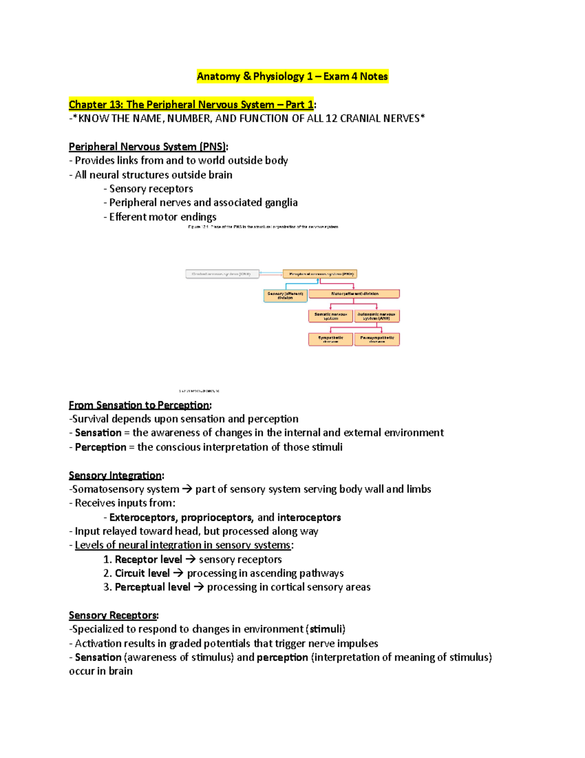 A&P1 Exam 4 Lecture Notes: Peripheral Nervous System Overview - Studocu