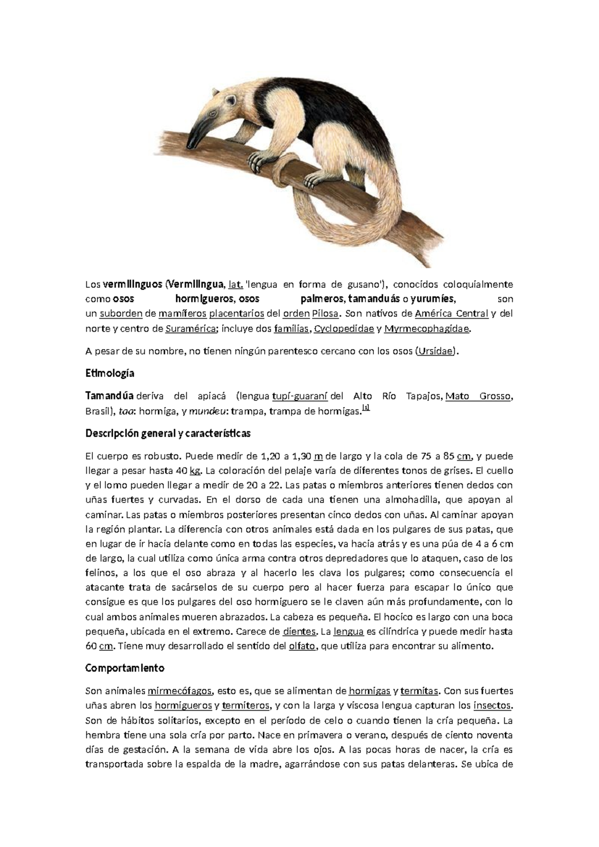 Los osos hormigueros: Características y Comportamiento - Studocu