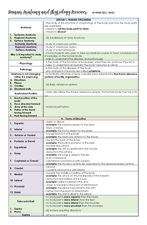CH7- Nervous System - Summary Anatomy and Physiology - CHAPTER 7 ...