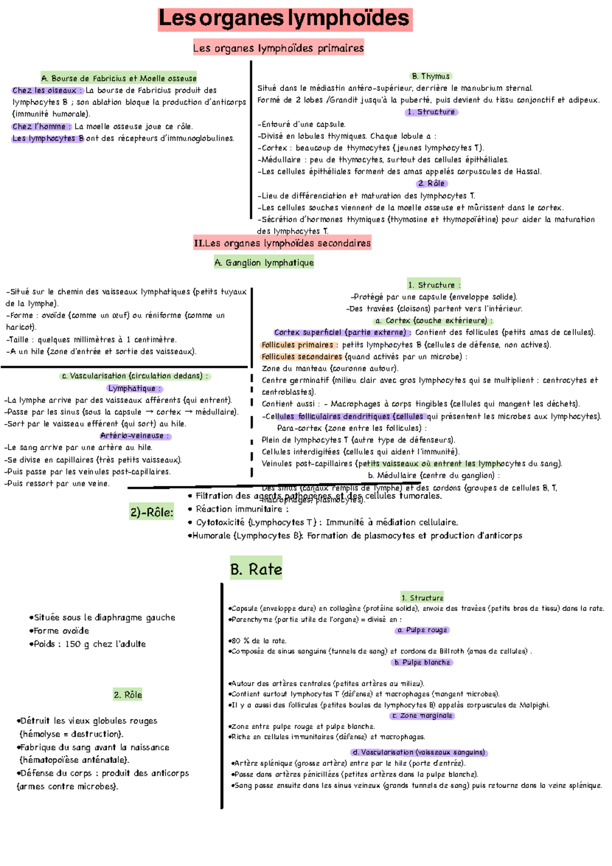 Lymphocytes et Organes Lymphoïdes: Structure et Fonction - Studocu
