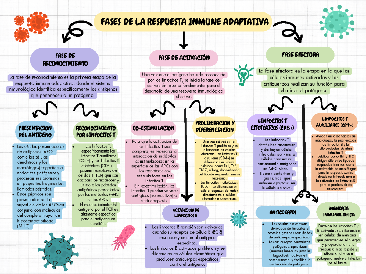 Mapa Conceptual - Fases de la Respuesta Inmune Adaptativa - Studocu