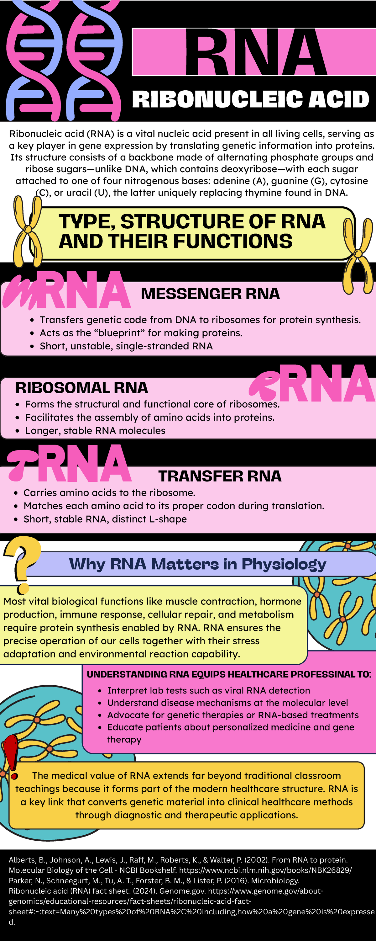 RNA: Structure, Types, Functions & Importance in Healthcare (TH Lab Week 1) - Studocu