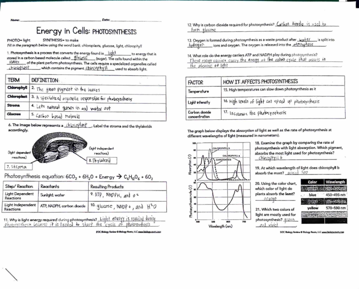 Cellular Energy EOC Review - _, ________________ Oatw ...