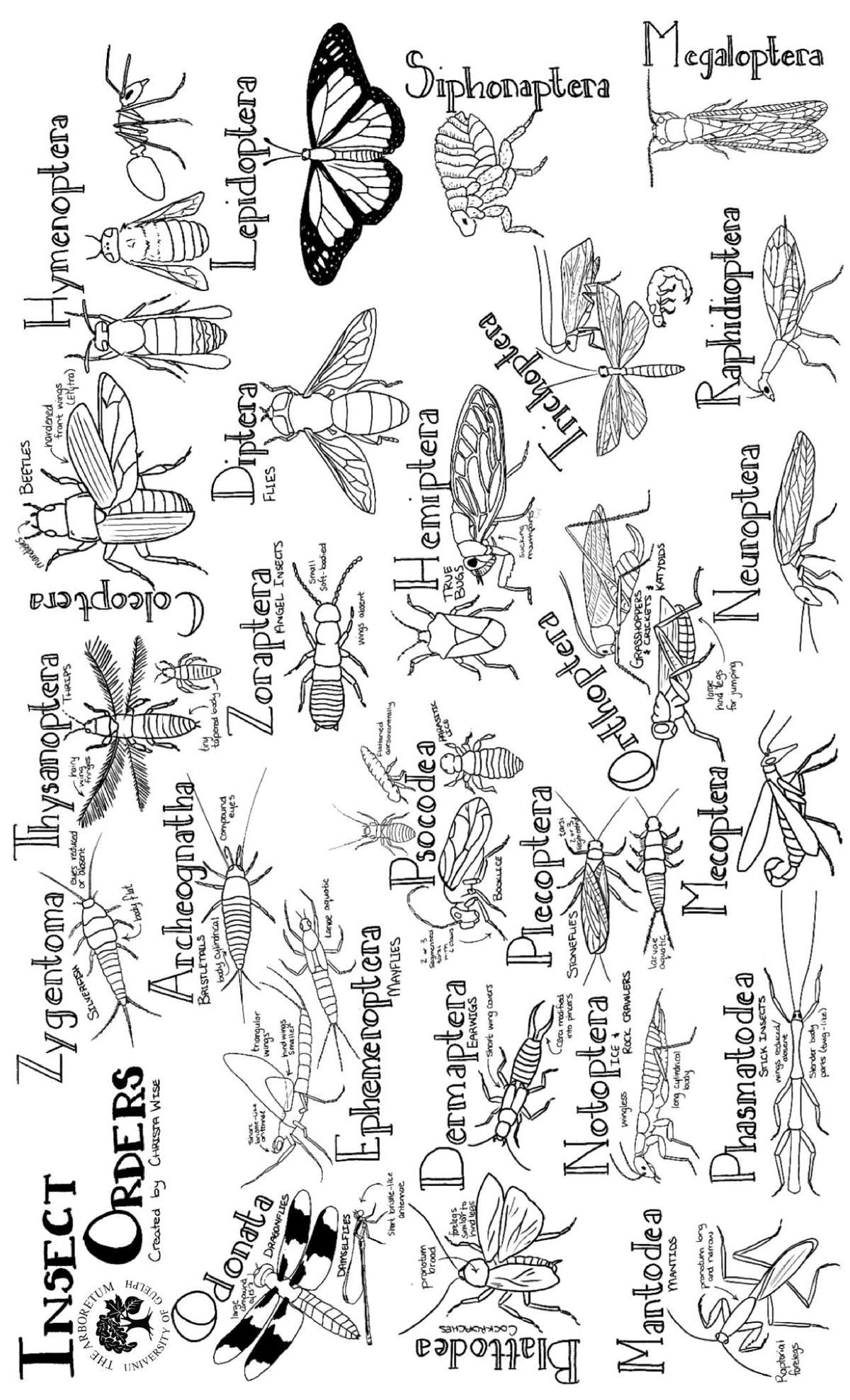 Insect Orders Cheat Sheet: Zygentoma, Thysanoptera, and More - Studocu