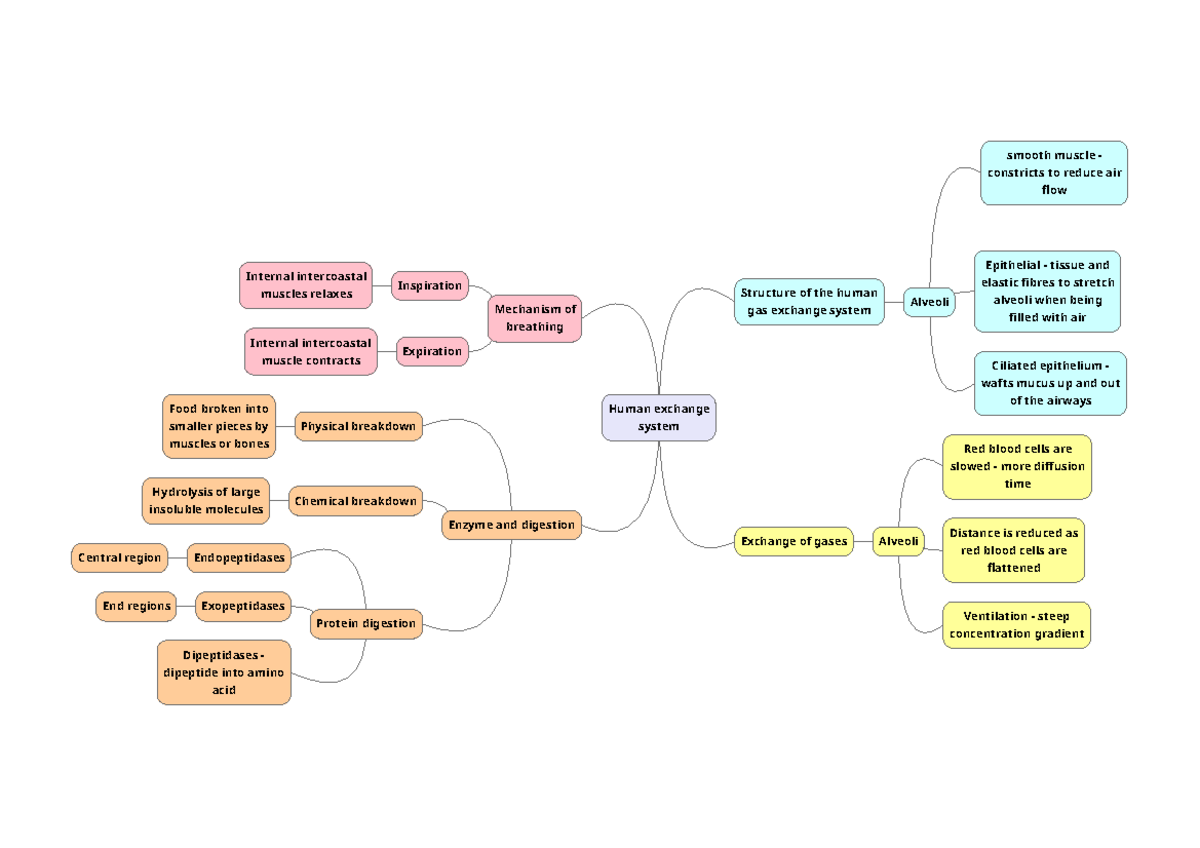 Gas exchange (human) - Human exchange system Structure of the human gas ...