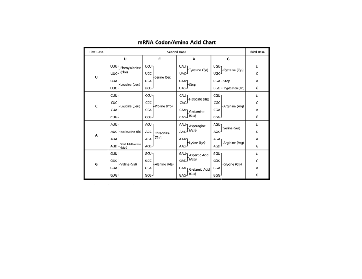 M RNA codon chart - mRNA Codon/Amino Acid Chart First Base Second Base ...