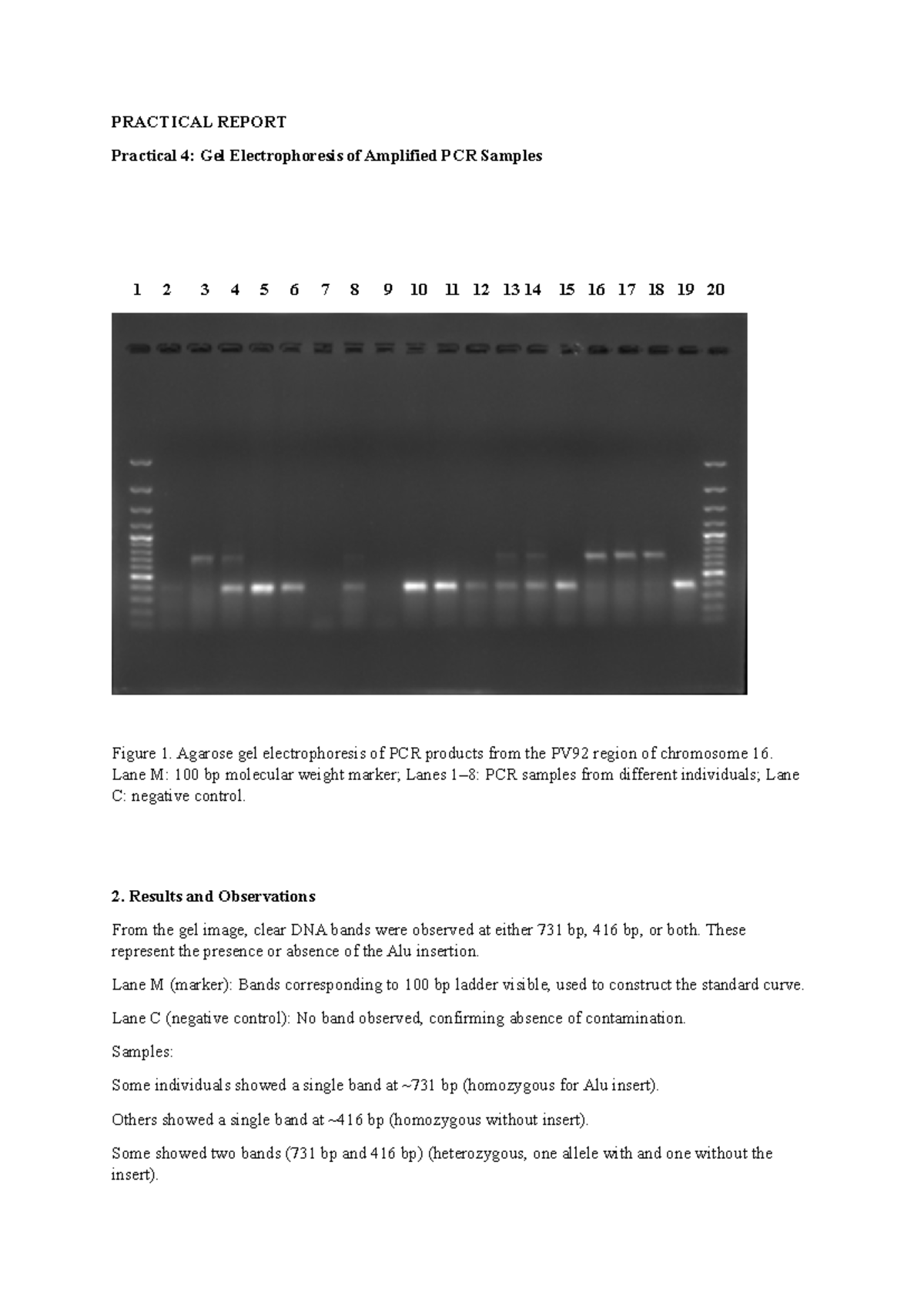 Prac46: Gel Electrophoresis of PCR Samples - Practical Report - Studocu