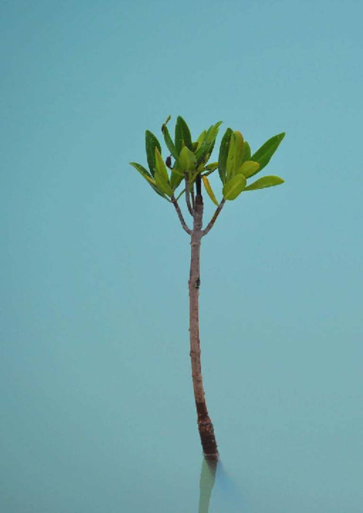 Trà - Present Simple & Continuous Grammar Notes (ENG 101) - Studocu