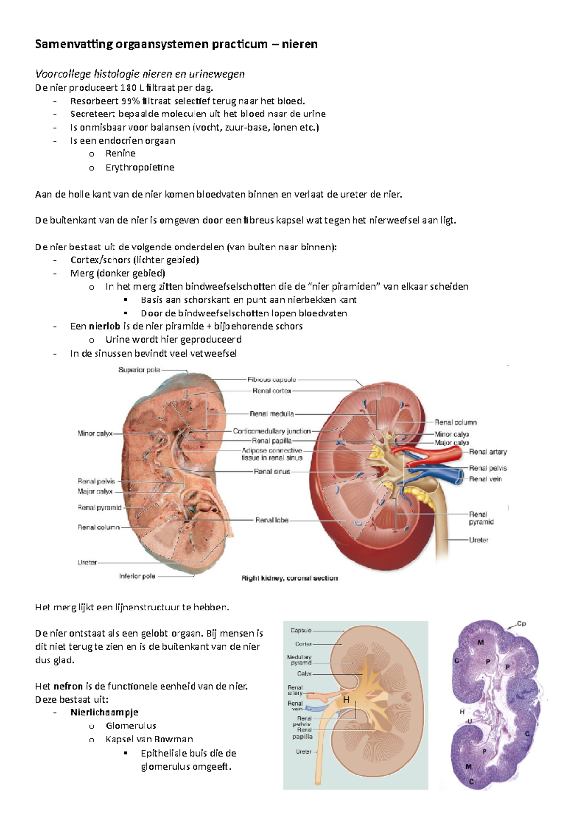 Samenvatting Orgaansystemen Practicum - Nieren Histologie en Anatomie ...