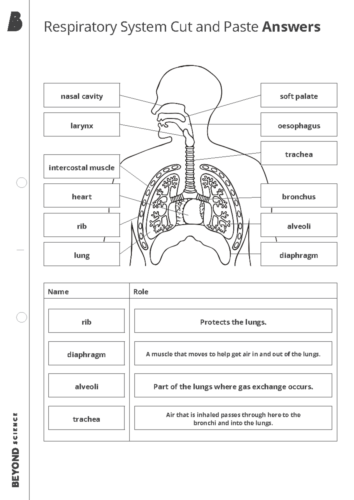Lesson -1 Respiratory System answers - Primary English - Respiratory ...