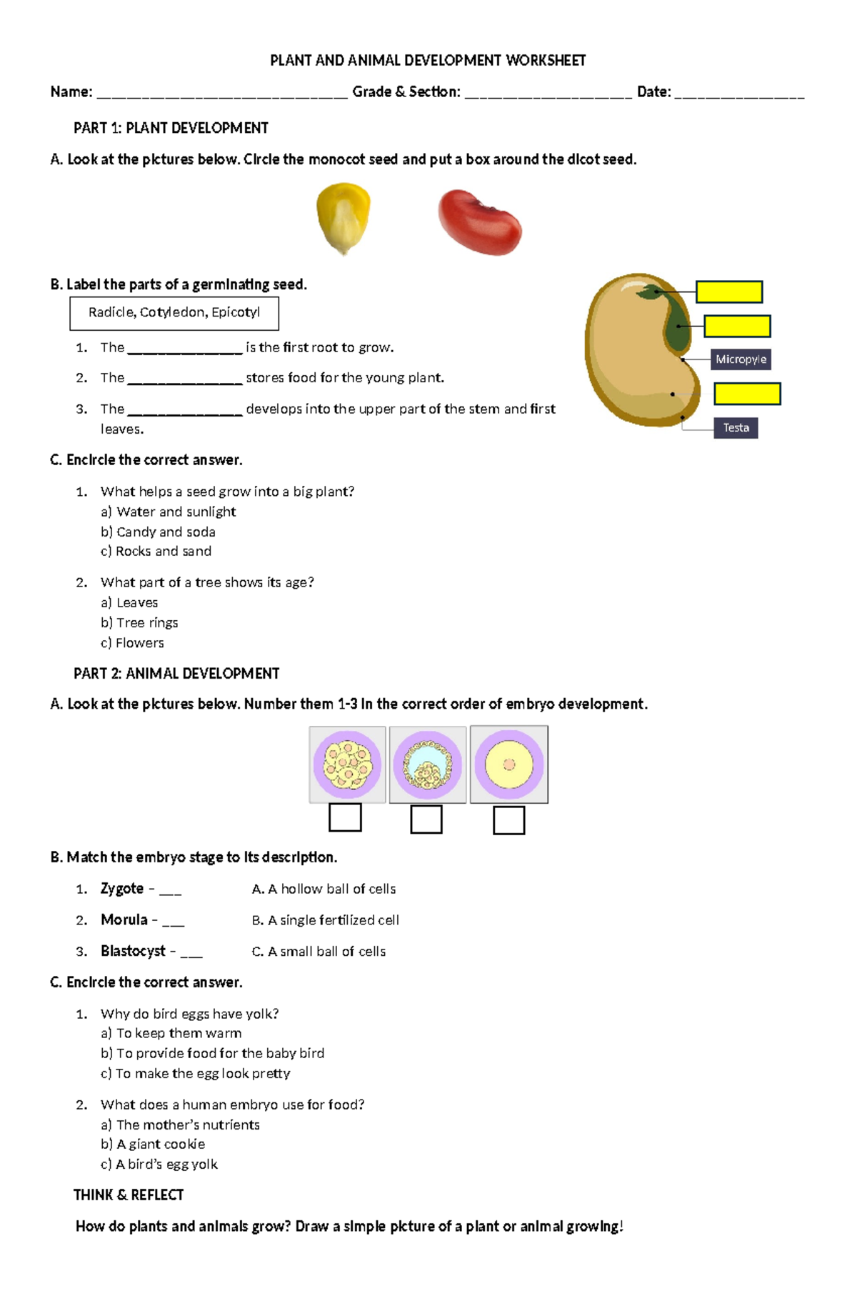 Development PAA W2 - Worksheets to practice. - PLANT AND ANIMAL ...