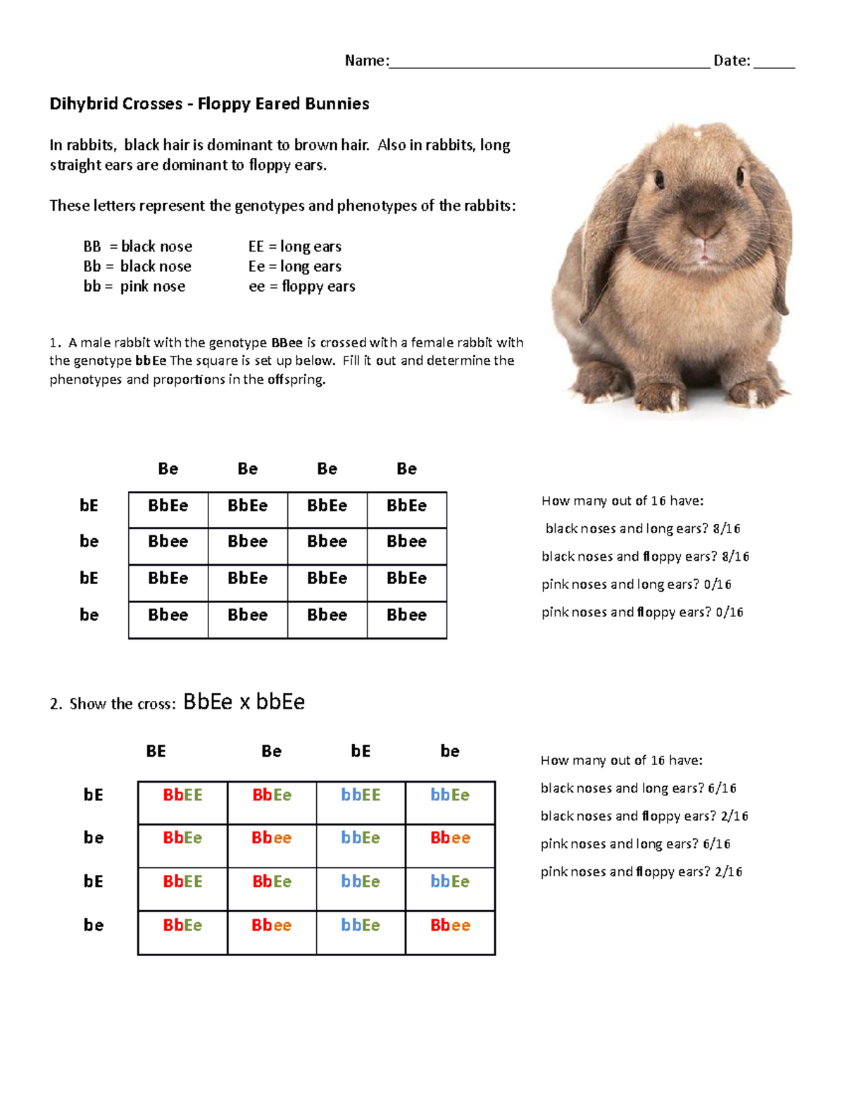 Practice - Dihybrid Crosses: Floppy Eared Bunnies & Fruit Flies - Studocu