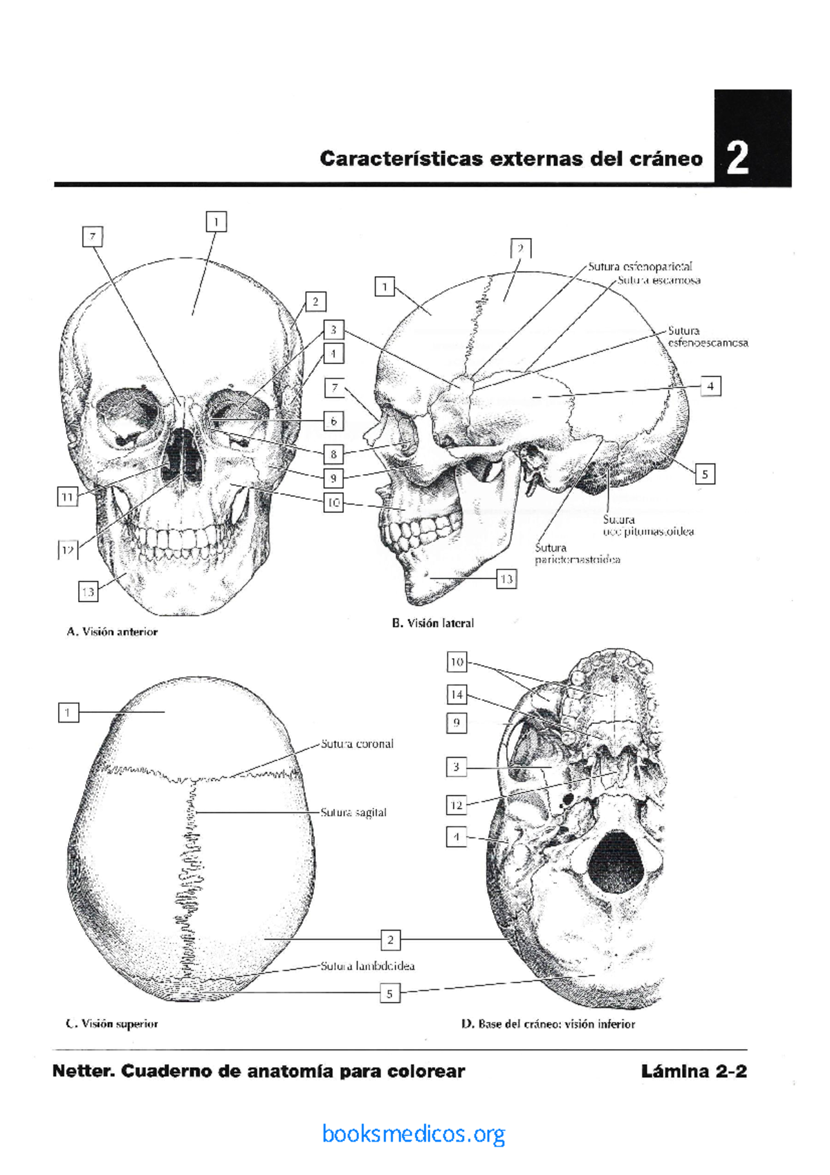 Ossos para Colorear: Anatomía y Visiones Detalladas - Studocu