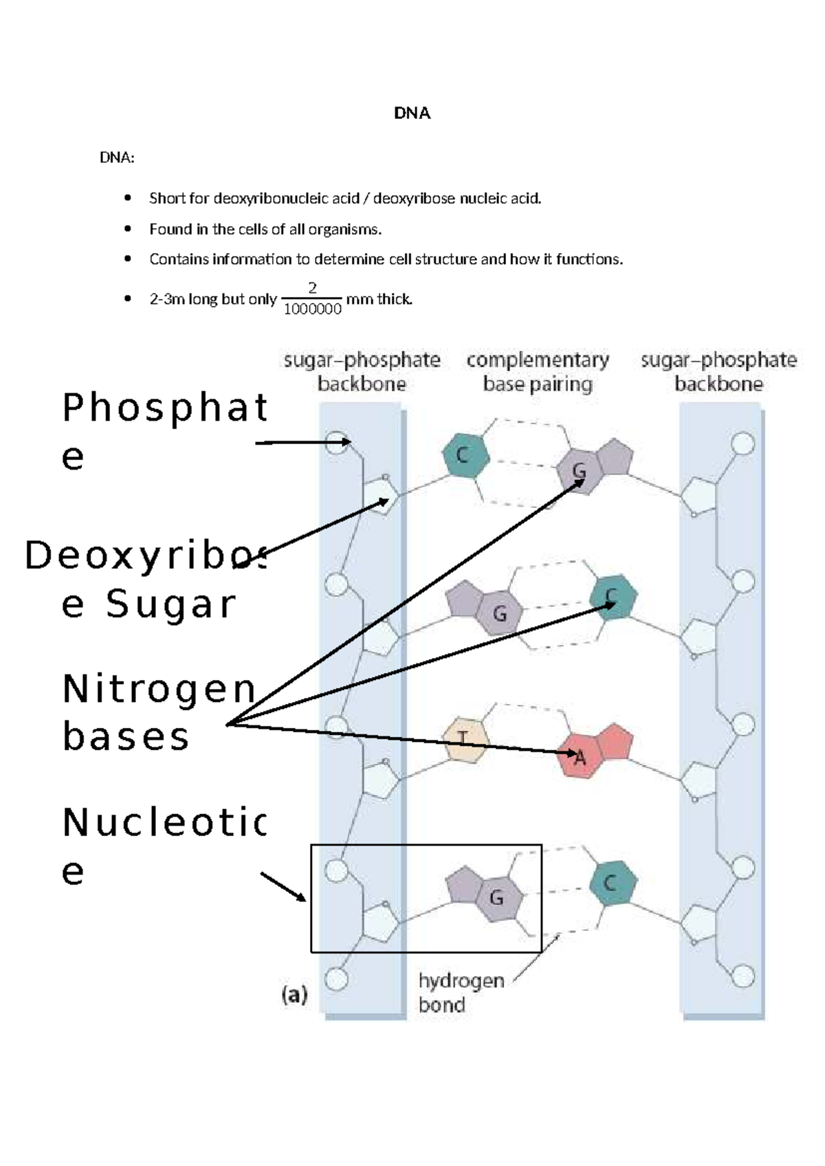DNA Protein Synthesis: Key Concepts and Processes Explained - Studocu