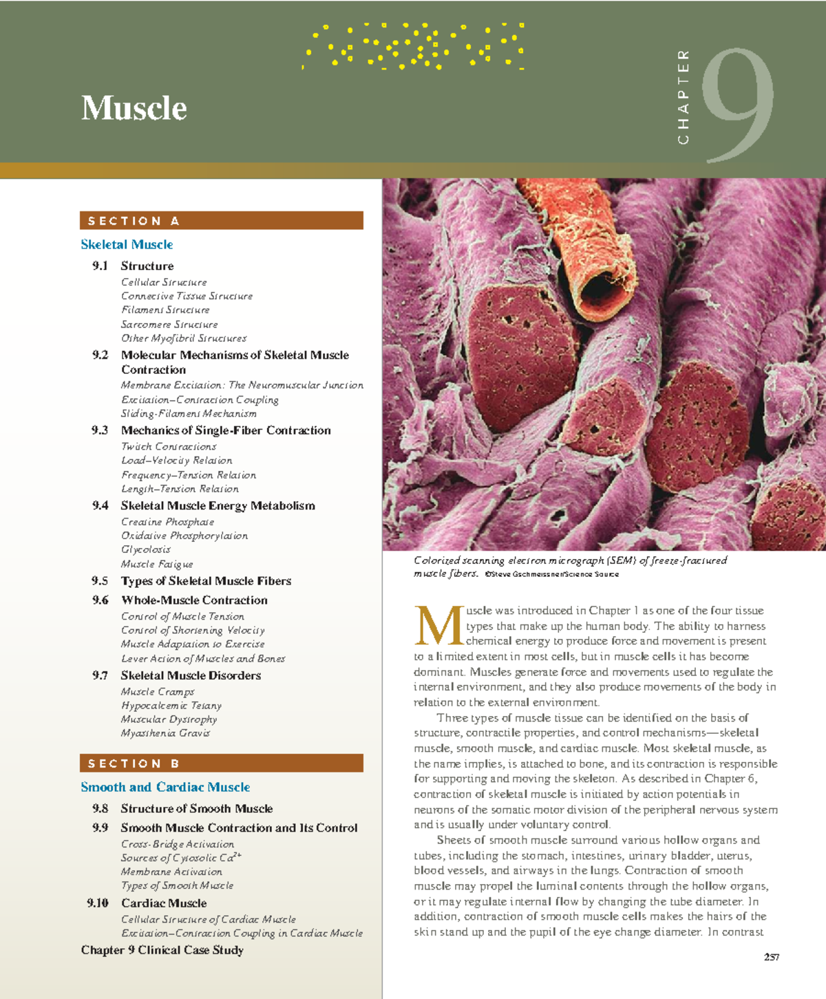 Chapter 9: Skeletal Muscle Structure and Function (FLGX 123 Notes ...