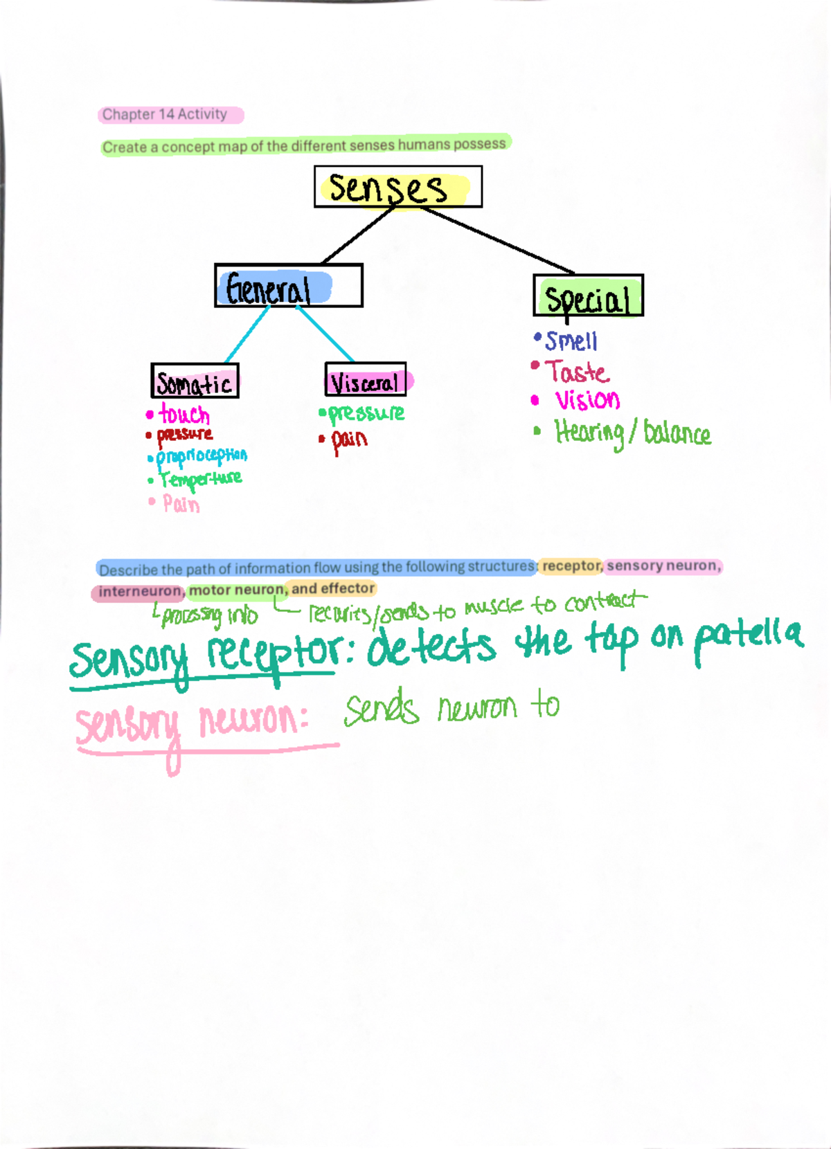 Understanding Sensory Processing: Mechanisms of Detection and Response - ####### senses General ...