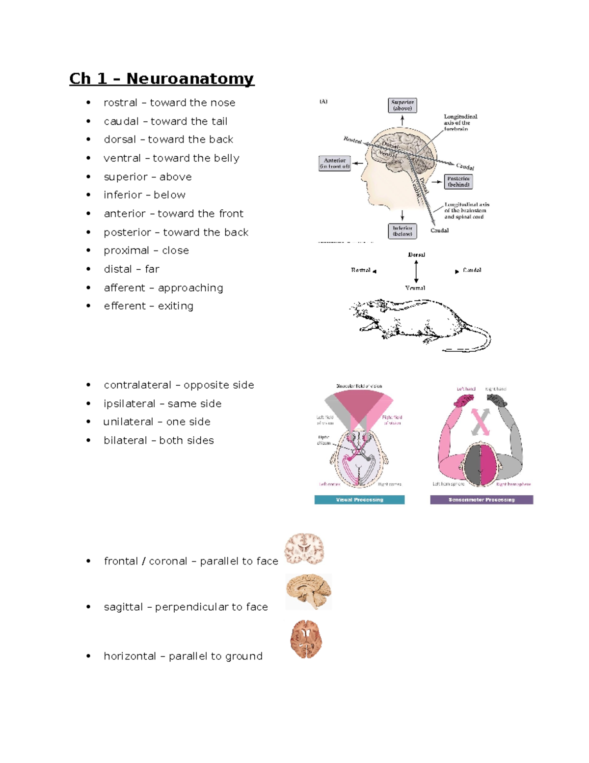 Neuroanatomy Overview - PSYCH 345 Chapter 1 Lecture Notes - Studocu