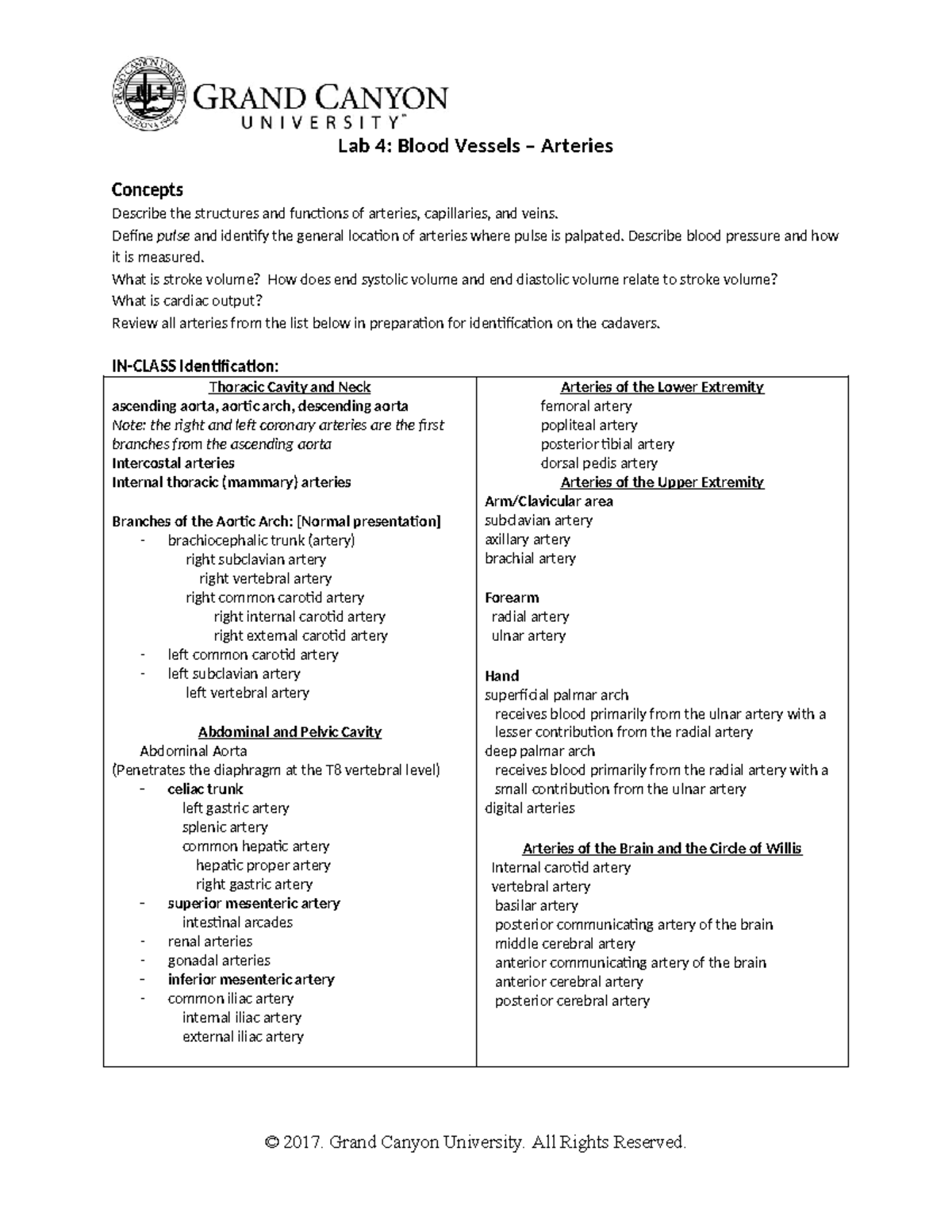 Lab 4: Arteries Identification and Key Concepts in Blood Vessels - Studocu