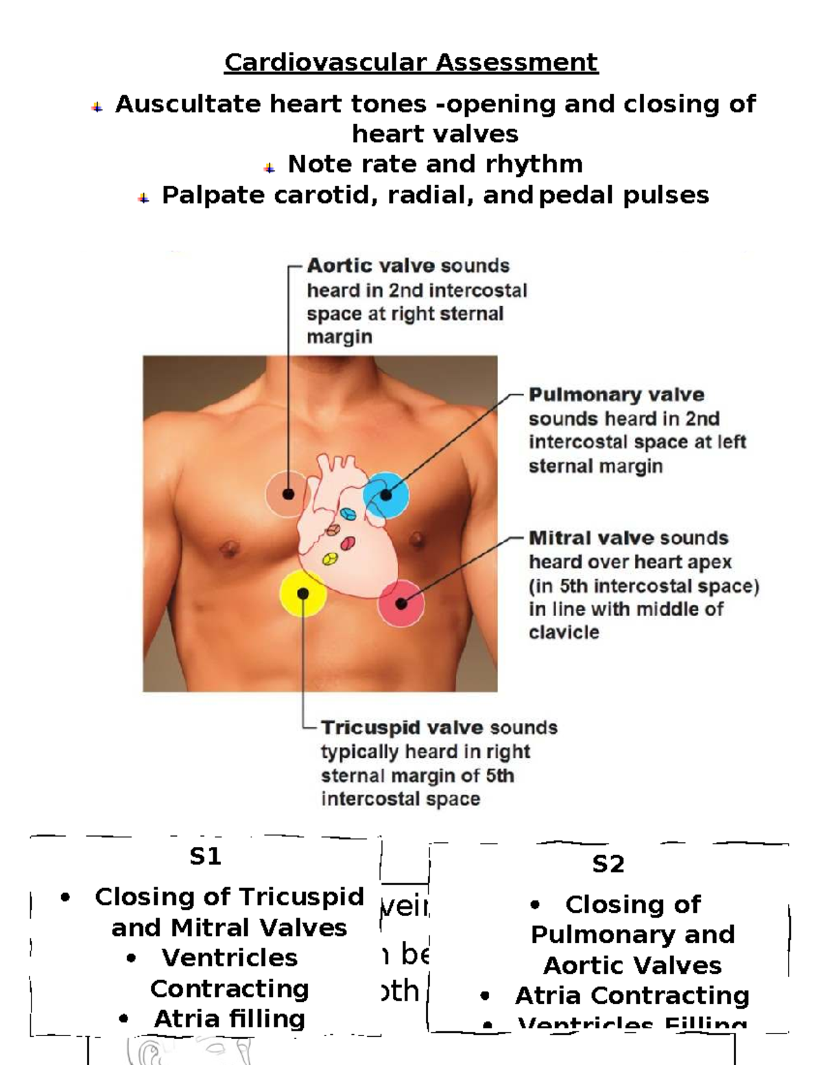 Cardiac Assessment - asdfasd - Cardiovascular Assessment Auscultate ...