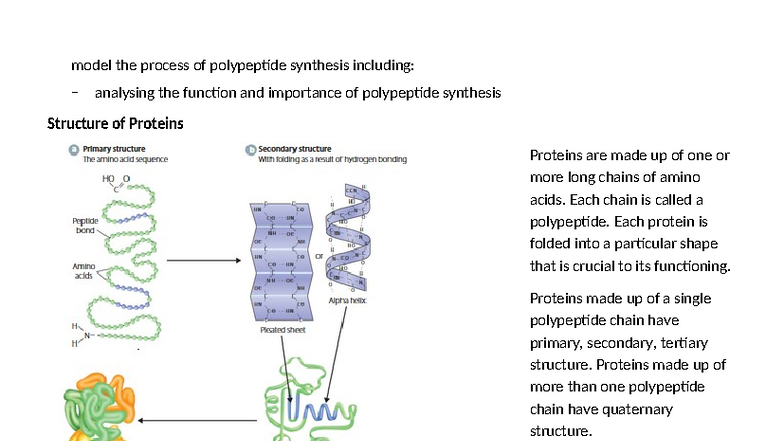 3. Structure of Proteins: Polypeptide Synthesis Overview - Studocu