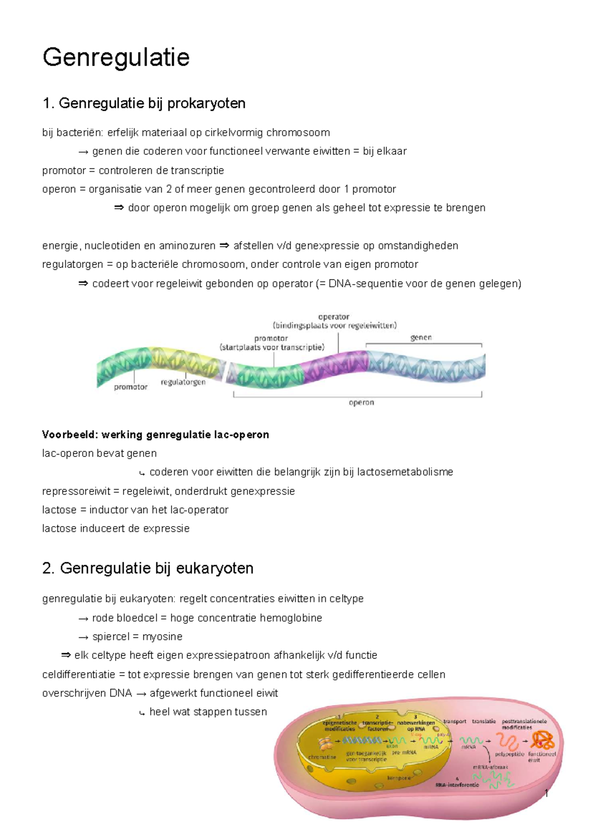 Genexpressie 2: Genregulatie bij Prokaryoten en Eukaryoten - Studocu