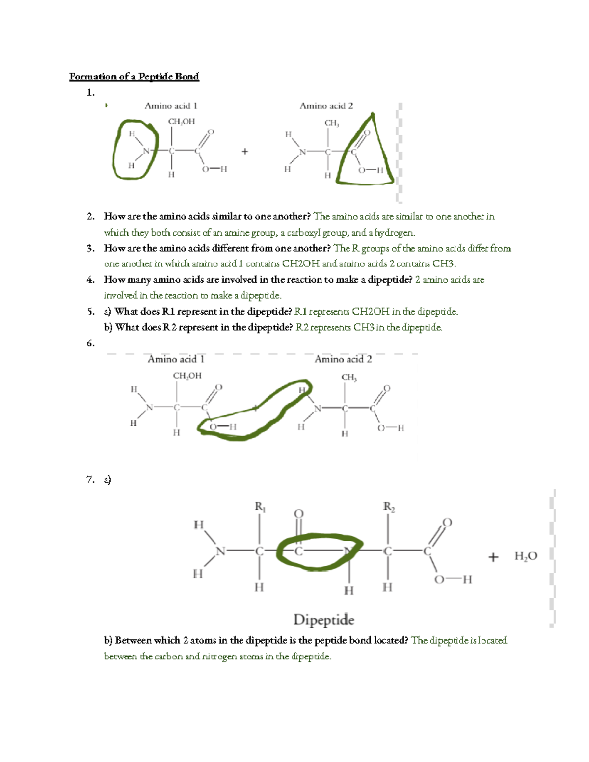 Pogil Worksheet: Understanding Proteins and Peptide Bonds - Studocu
