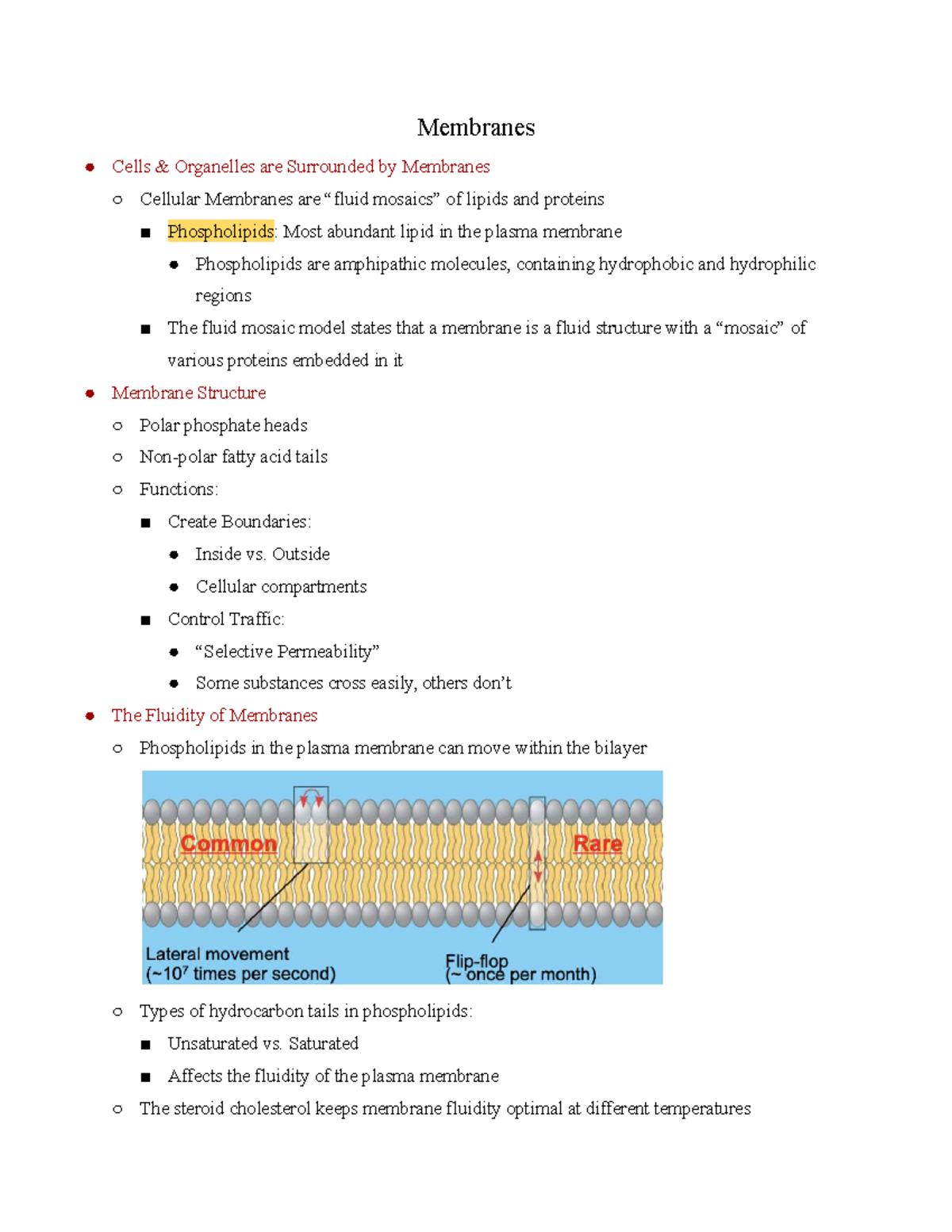 Biology 101: Membrane Structure and Function Lecture Notes - Studocu