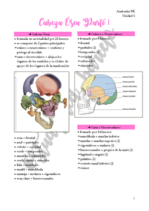 Anatomía DEL Brazo - ANATOMÍA DEL BRAZO Huesos del brazo El brazo está ...
