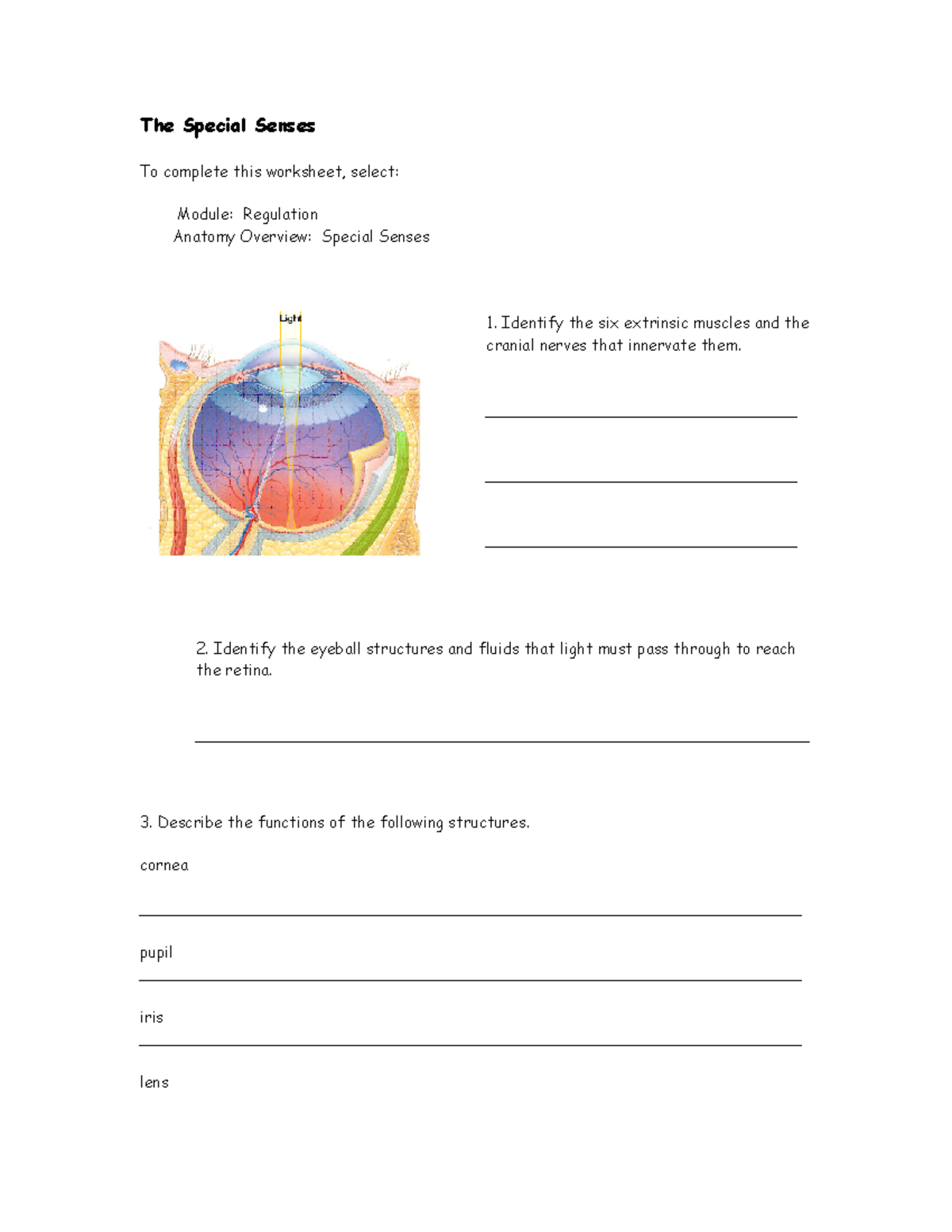 Special Senses Worksheet - Anatomy Overview and Functions - Studocu