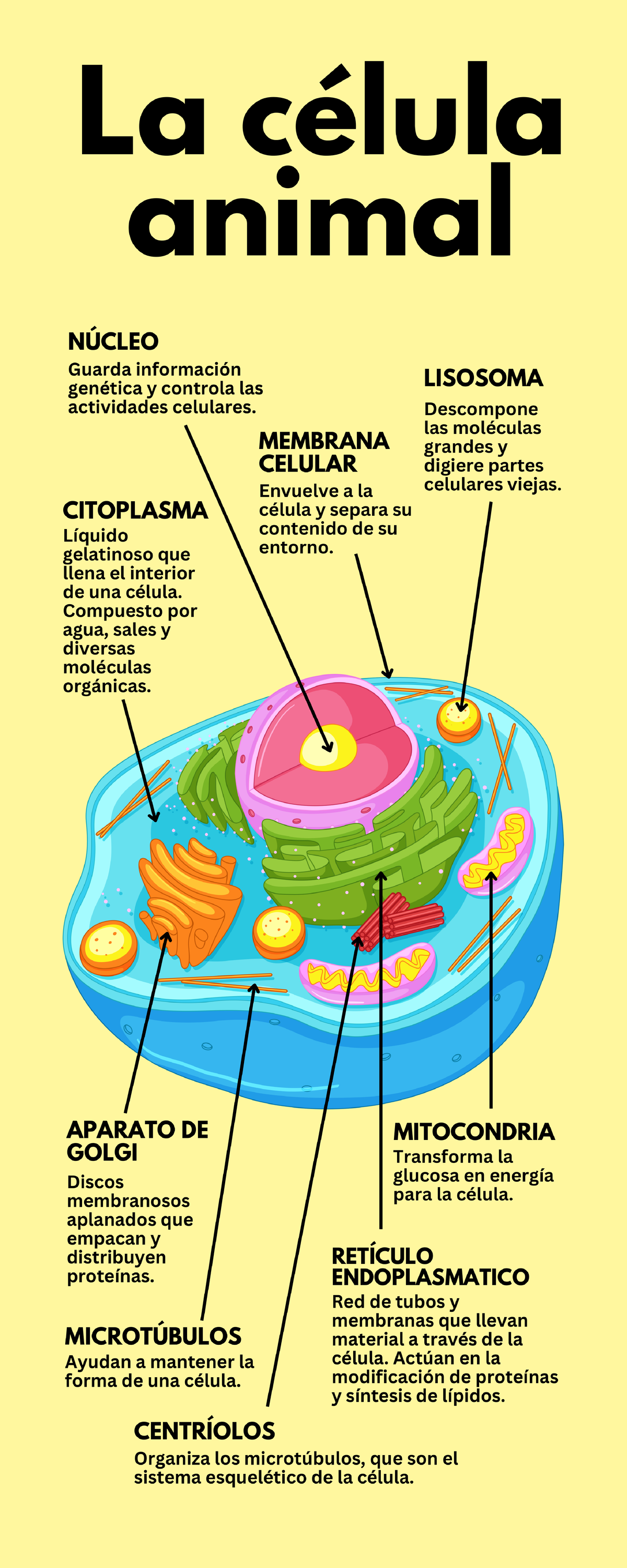 Infografía sobre la Célula Animal: Estructuras y Funciones - Studocu