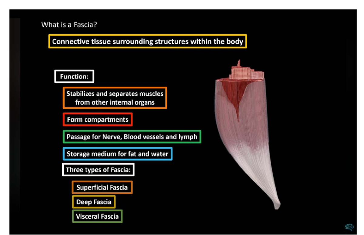 Fascia of Head & Neck: Types and Functions (Anatomy 101) - Studocu