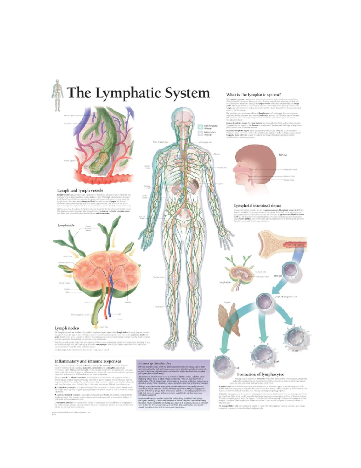 Lymphatic System Overview: Structure, Function, and Disorders - Studocu