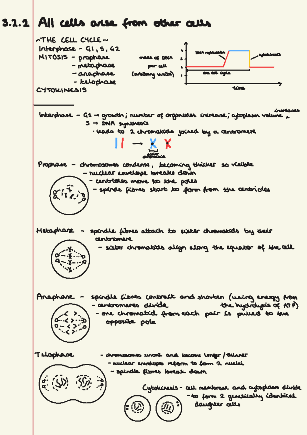 AQA A Level Biology - 3.2.2 Cell Cycle & Mitosis Overview - Studocu