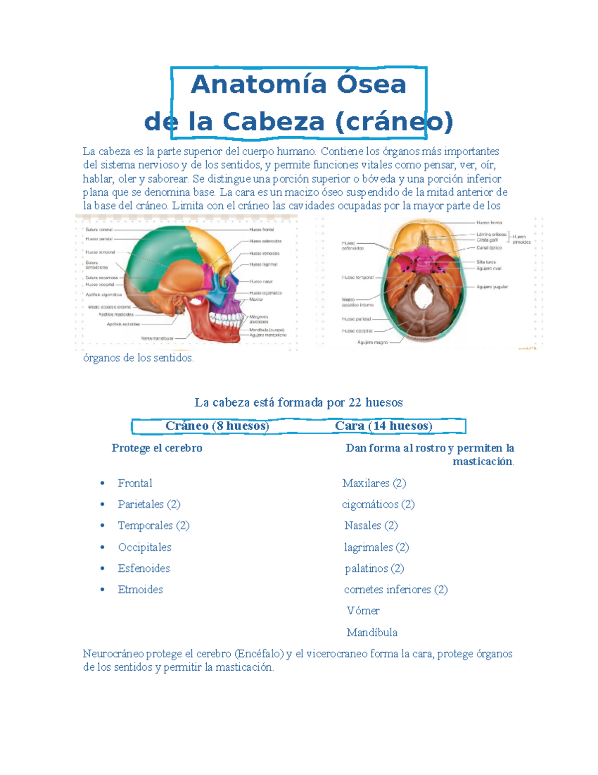 Anatomía Ósea de la Cabeza: Cráneo y Estructuras Relacionadas - Studocu