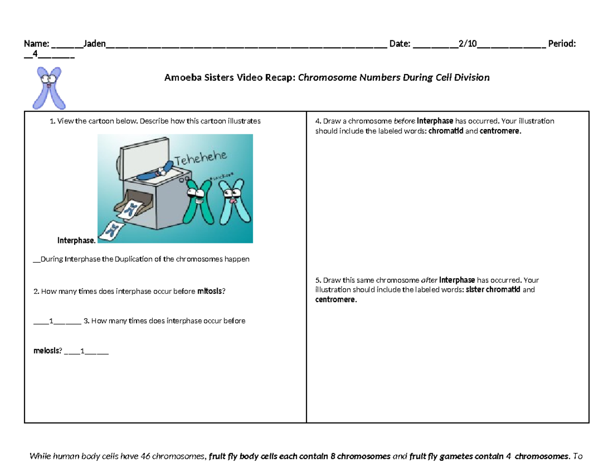 Amoeba Sisters Chromosome Numbers Video Recap - Name: - Studocu