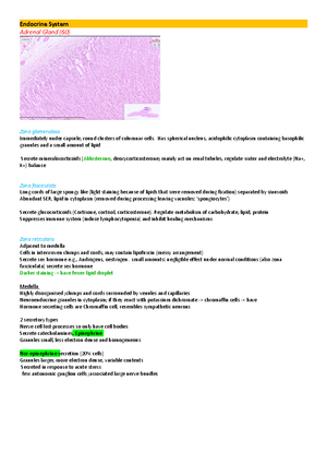 Basic Histology Principles: Tissue Identification & Analysis Techniques ...