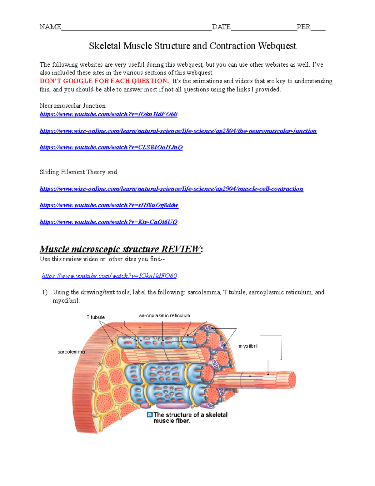 Muscle structure contraction webquest 2022 - Skeletal Muscle Structure ...