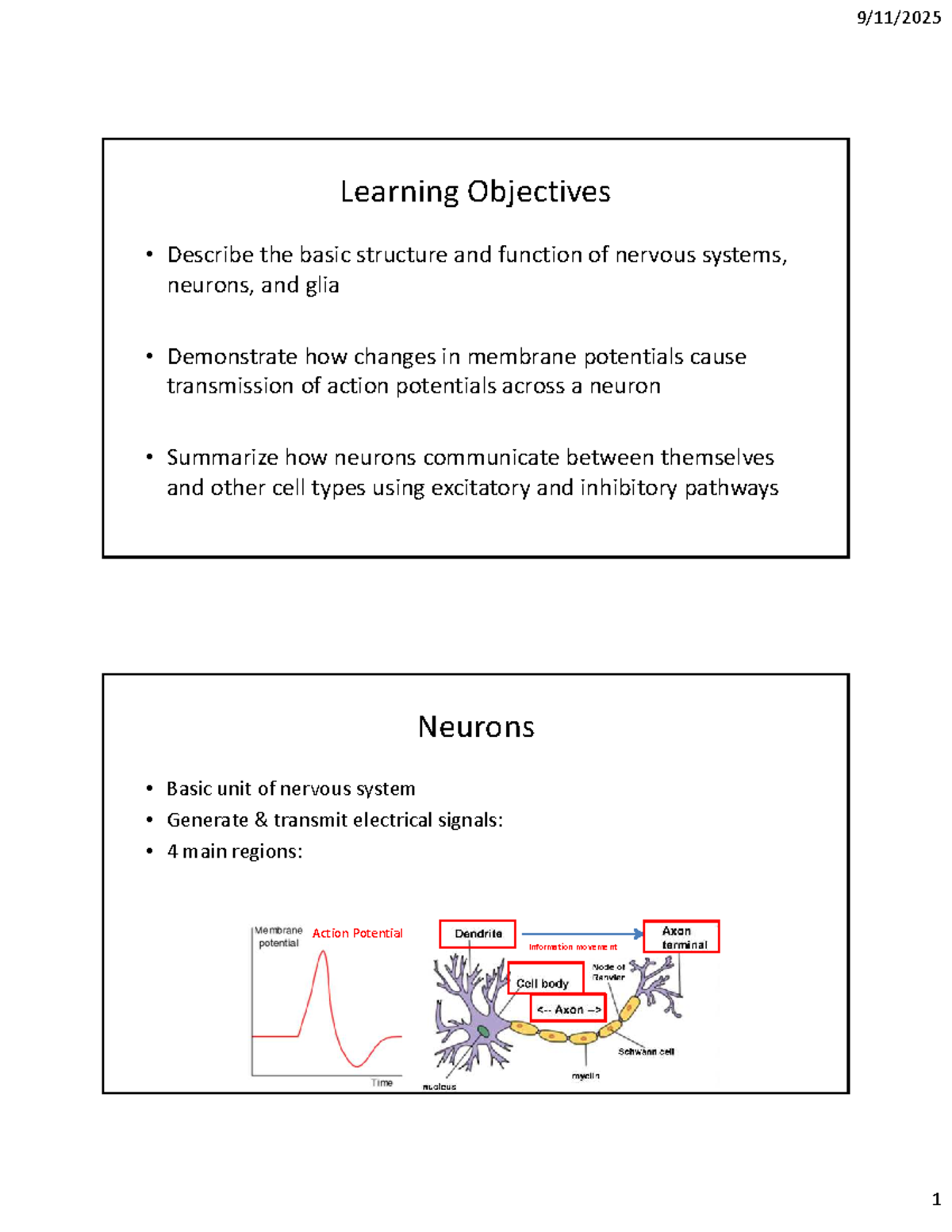 Nervous System Overview: Structure, Function & Action Potentials - Studocu
