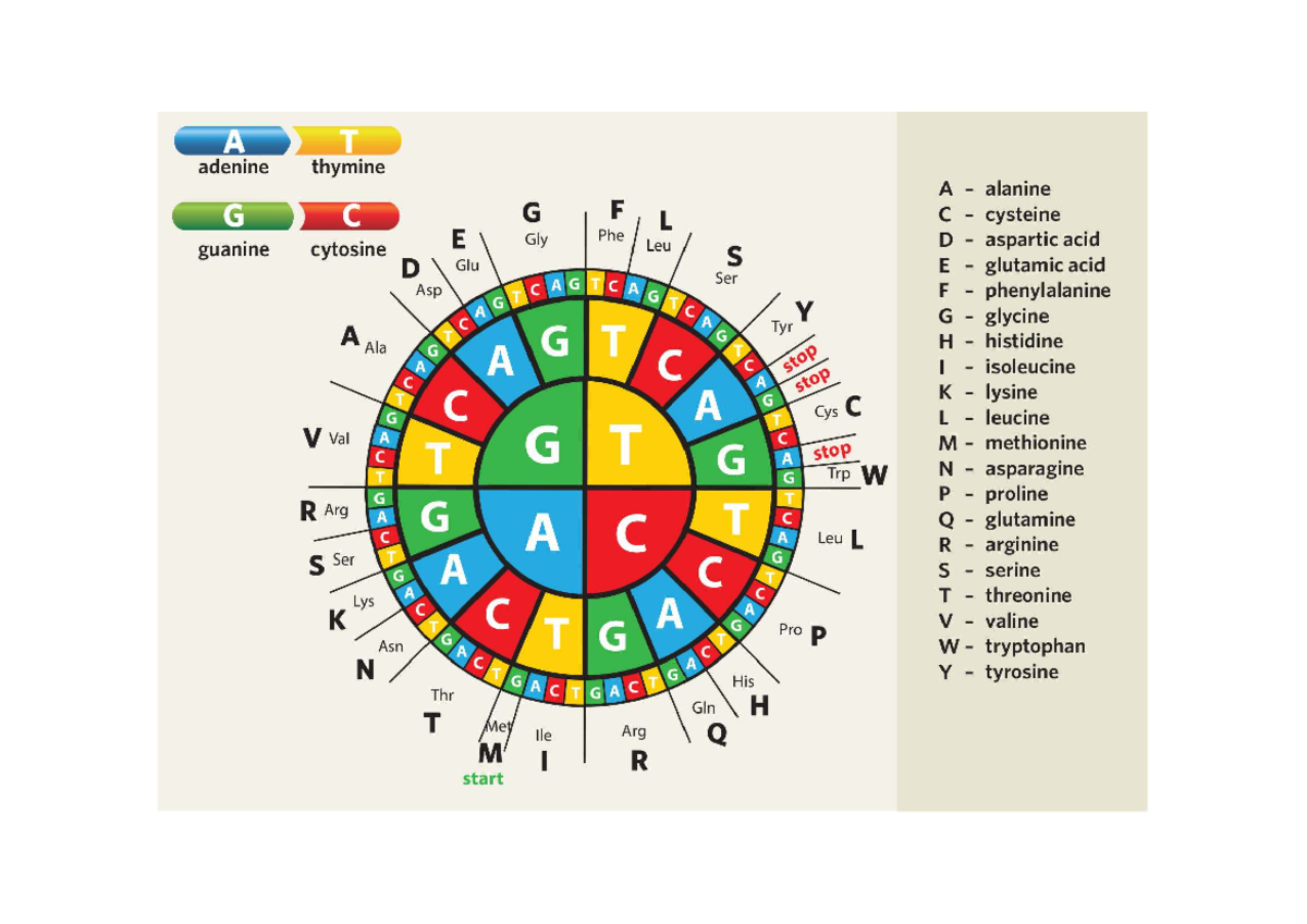 Genetics Codon Wheel: A Comprehensive Guide to Codons - Studocu