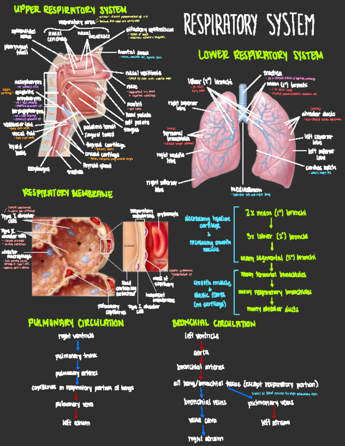 Respiratory System Overview: Anatomy & Functions (BIO 101) - Studocu
