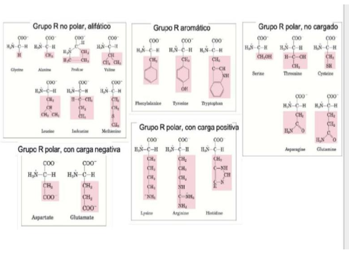 Aminoacidos - Aminoácidos - Grupo R no polar, alifático Grupo R aromático Grupo R polar, no ...
