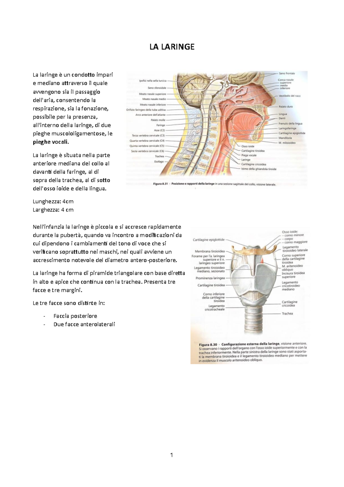 Laringe: Anatomia e Funzione per Esame LA101 - Studocu