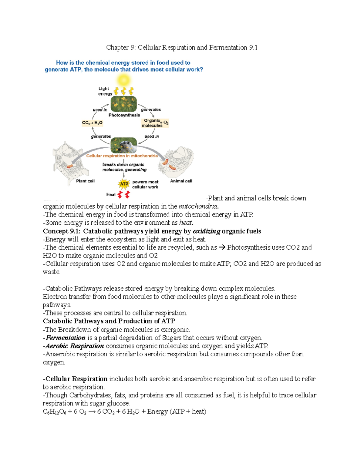 Chapter 9: Cellular Respiration & Fermentation in Biology - Studocu