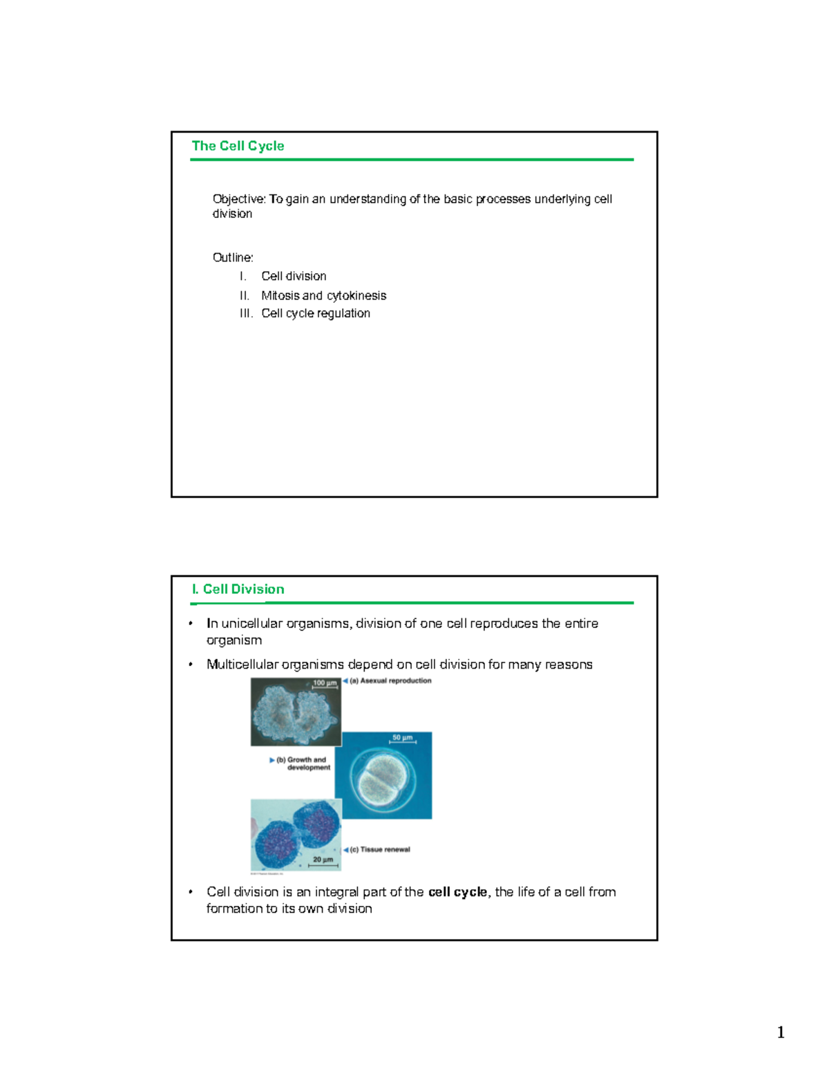 BIO 201 Final Exam Review: The Cell Cycle and Mitosis - The Cell Cycle ...
