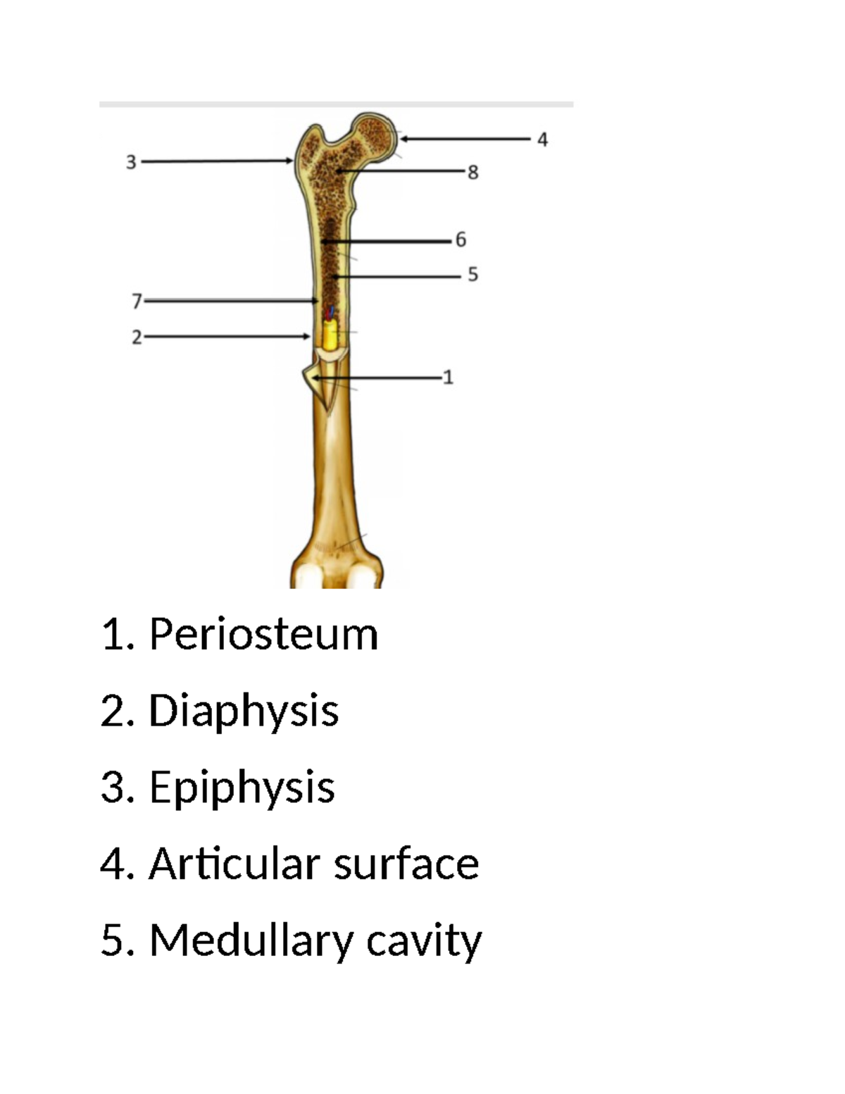 Bone Structure and Terminology Overview - BIOL 214L - Periosteum ...