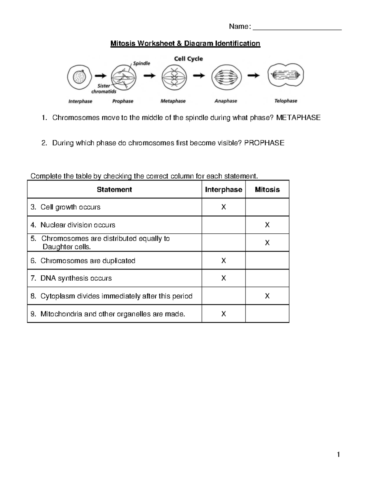 Mitosis Worksheet Answers & Key: Diagram Identification Guide - Studocu