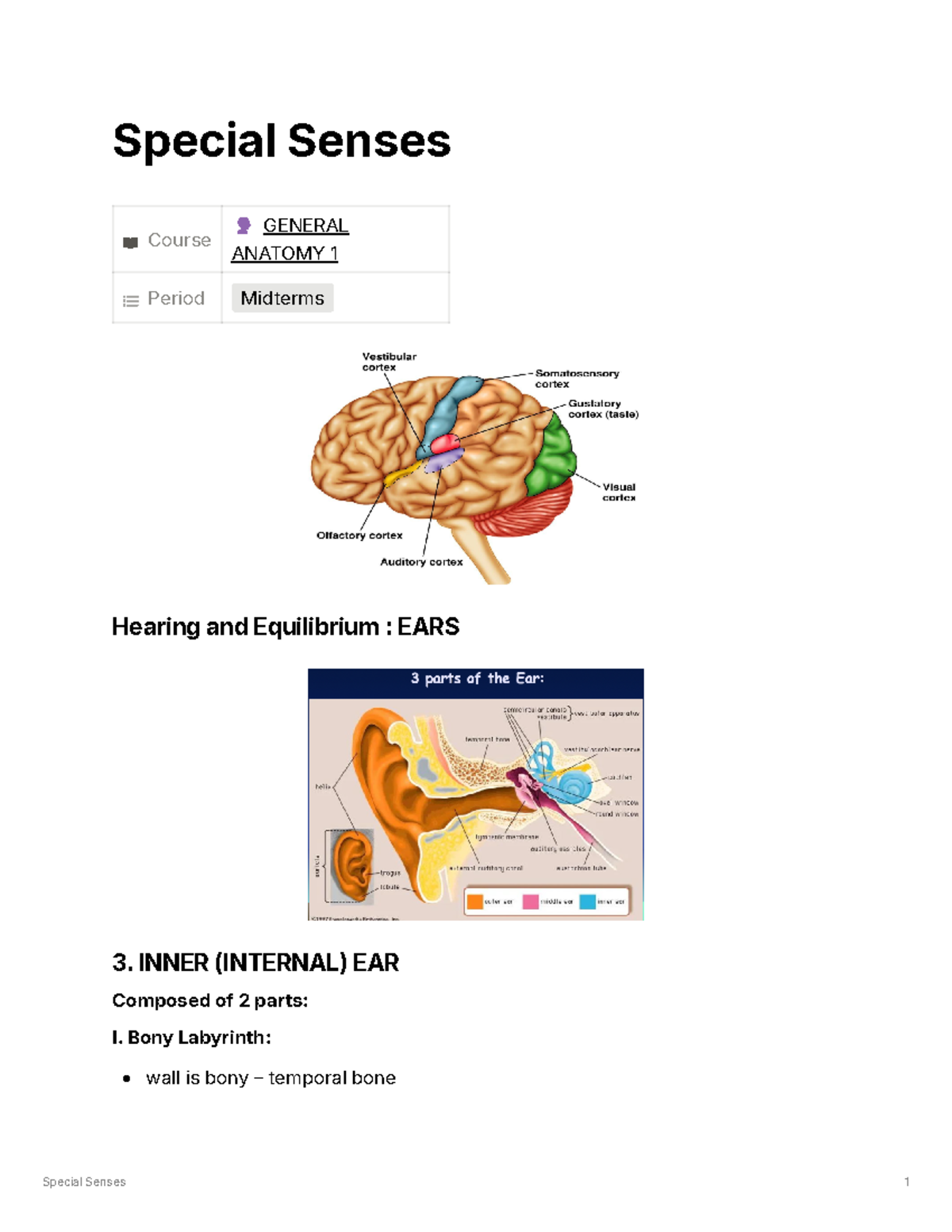 Special Senses - not related - Special Senses Course ANATOMY 1GENERAL ...