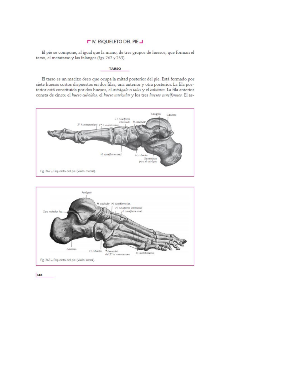 IV. Esqueleto del Pie: Anatomía y Estructura del Tarso y Metatarso ...