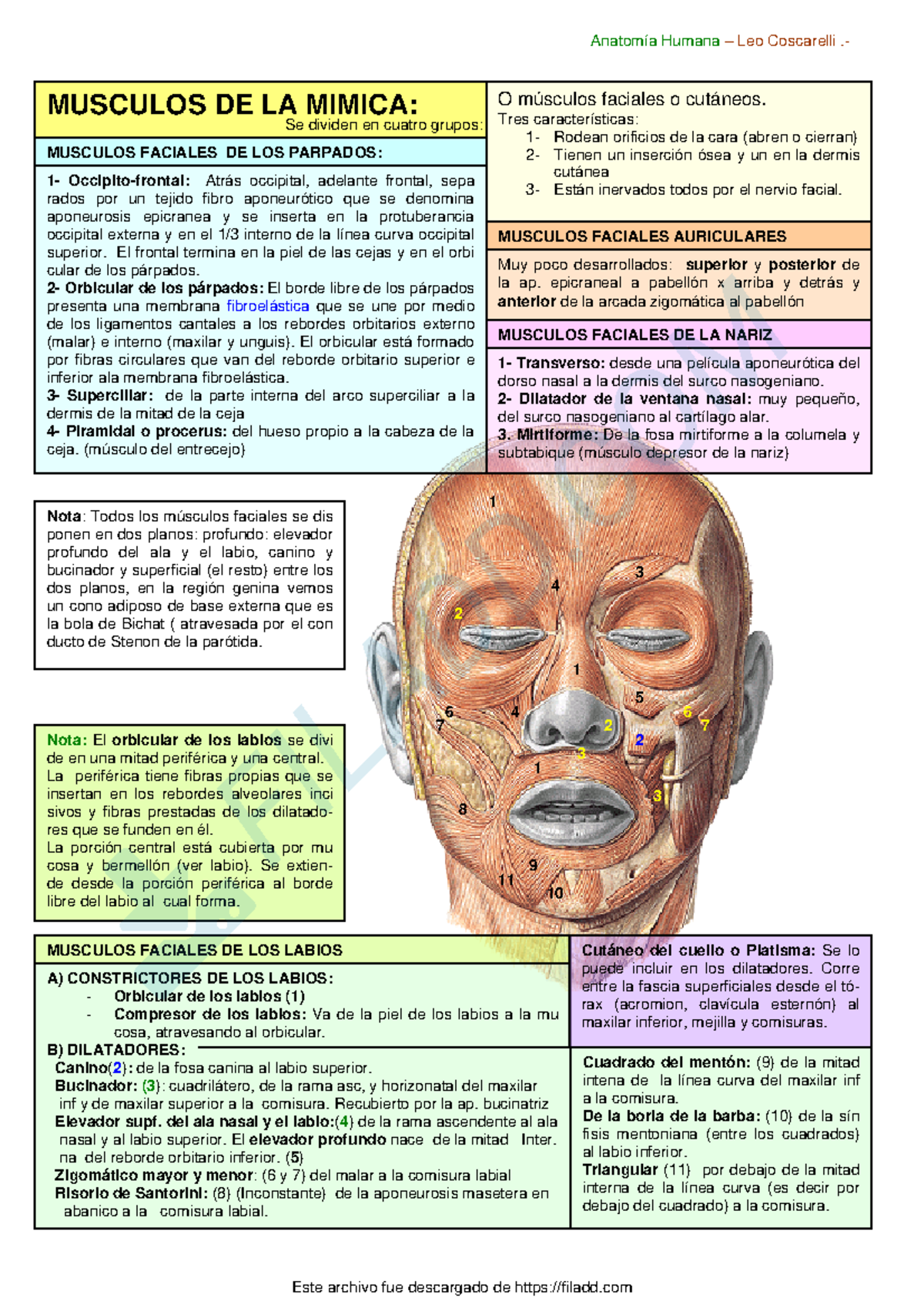 Musculos de la mimica - Anatomía Humana – Leo Coscarelli .- MUSCULOS FACIALES DE LOS LABIOS A ...