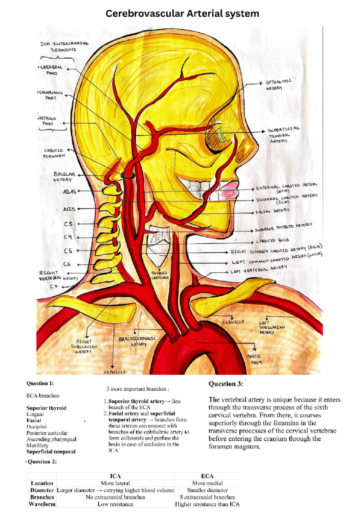 Cerebrovascular Anatomy: ICA & ECA Branches Overview (CBV) - Studocu